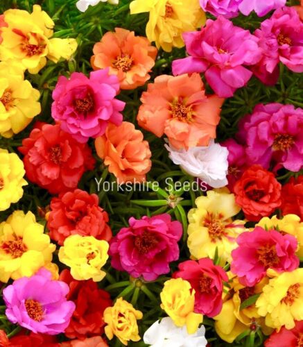 Portulaca Grandiflora Double Mix 3000 seeds - Moss Rose - Flower ...