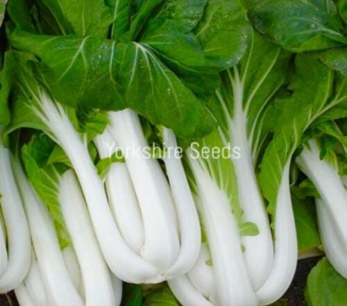 Pak Choi Canton Dwarf White - 500x seeds - Oriental Vegetable ...